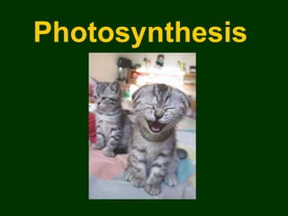 PHOTOSYNTHESIS - IB | PPT