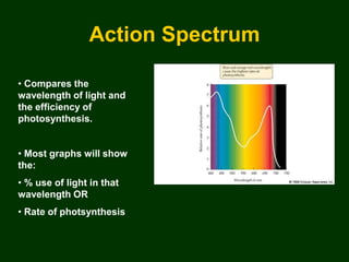 PHOTOSYNTHESIS - IB | PPT