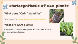 Photosynthesis in C3, C4 and CAM plants.pdf