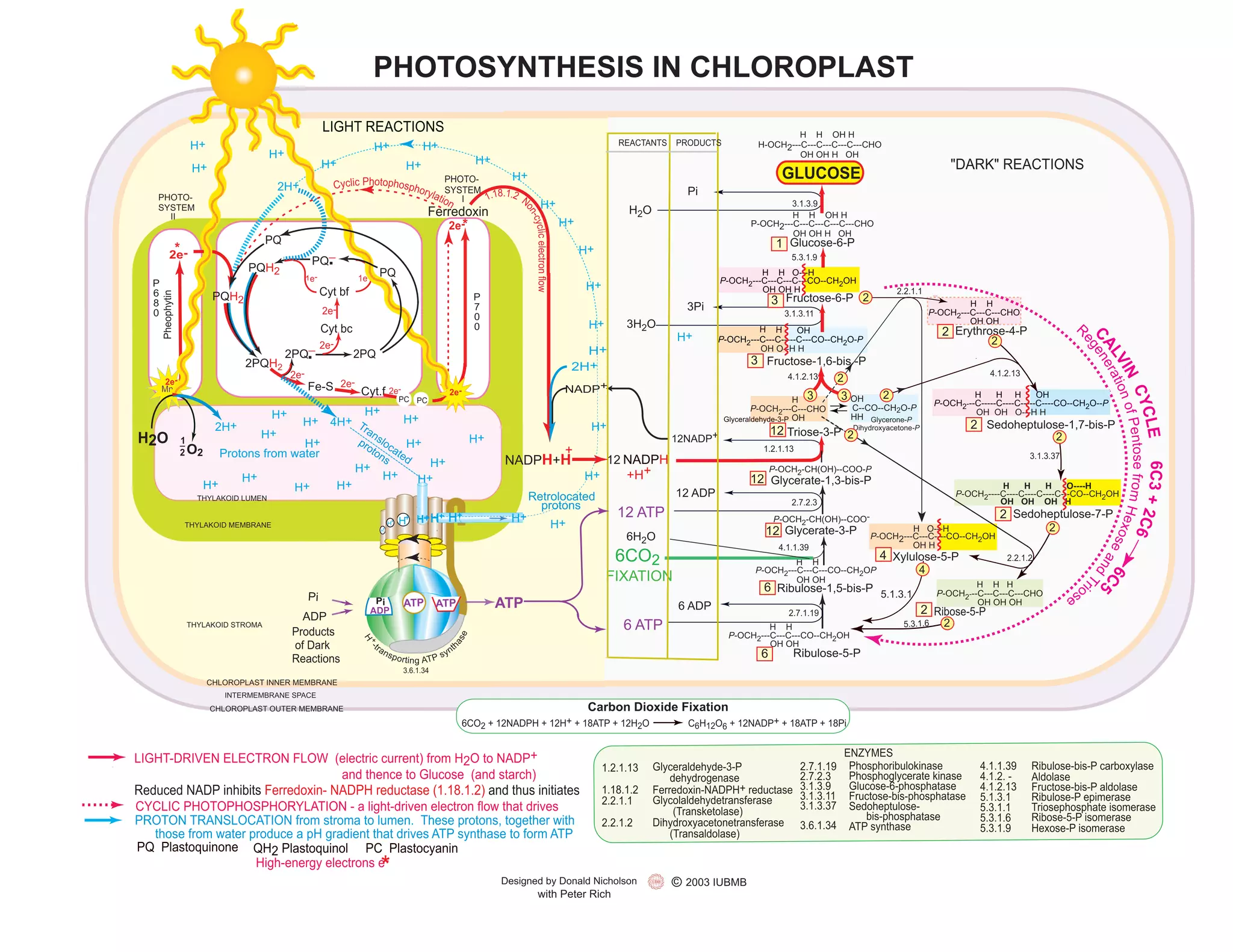 Photosynthesis in chloroplast poster | PDF