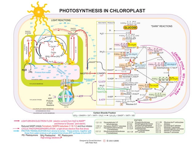 Photosynthesis in chloroplast poster | PDF | Biological Sciences | Science