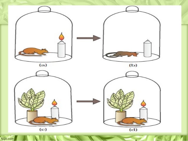 Jean Senebier Experiment