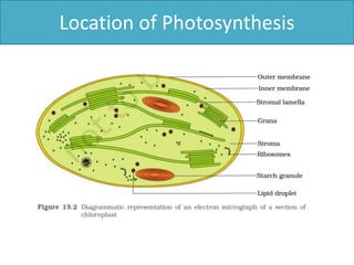 Photosynthesis in higher plants | PPTX
