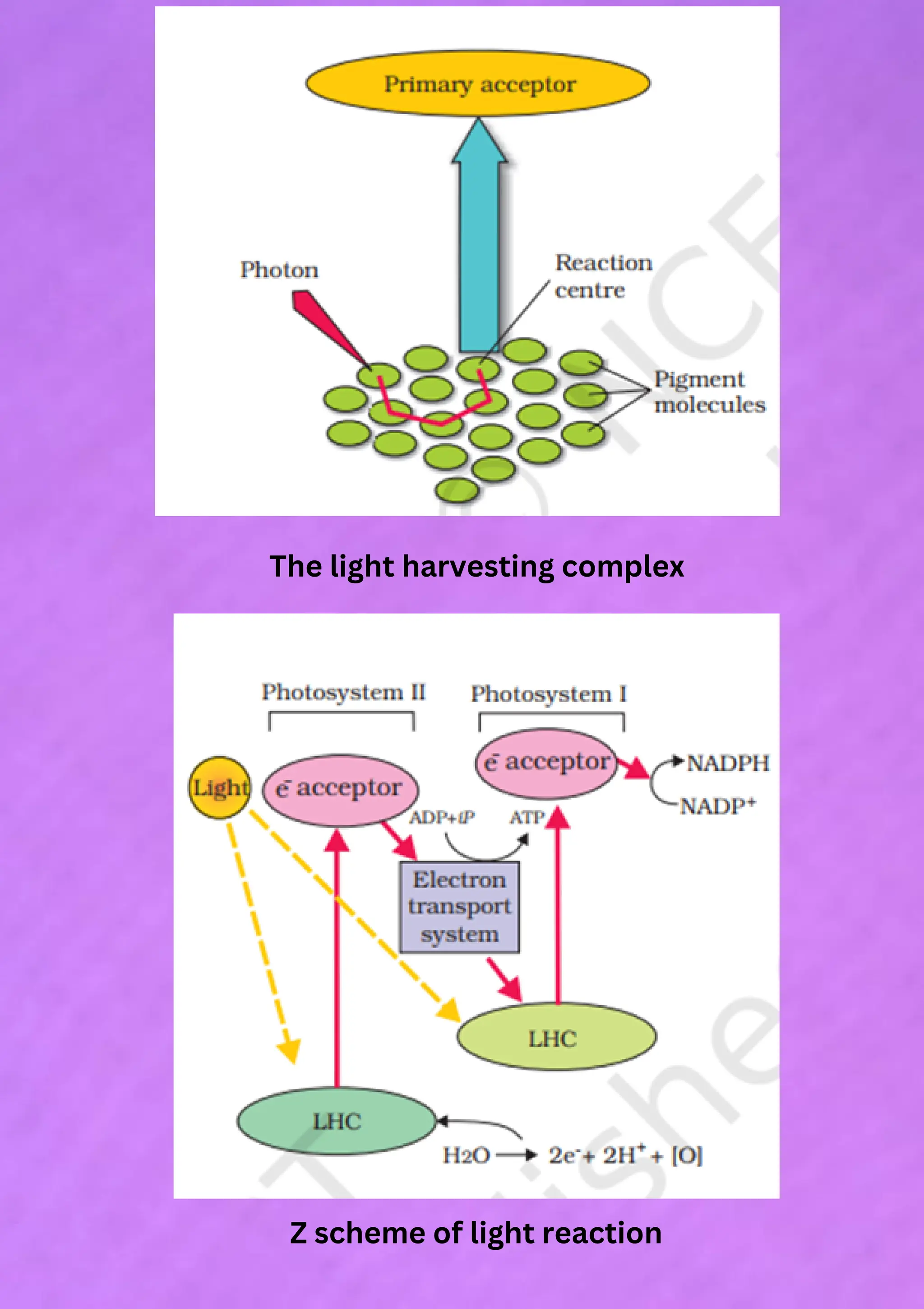 PHOTOSYNTHESIS IN HIGHER PLANTS.pdf Infographics | PDF | Chemistry ...