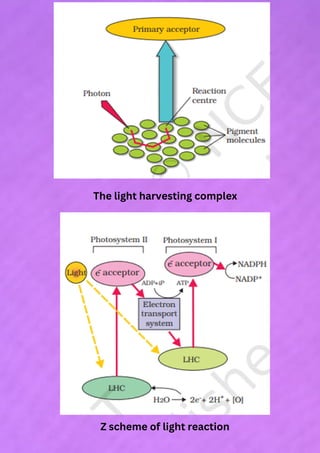 PHOTOSYNTHESIS IN HIGHER PLANTS.pdf Infographics | PDF | Chemistry ...