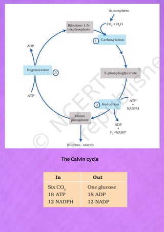 PHOTOSYNTHESIS IN HIGHER PLANTS.pdf Infographics | PDF | Chemistry ...