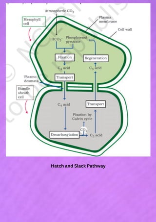 PHOTOSYNTHESIS IN HIGHER PLANTS.pdf Infographics | PDF