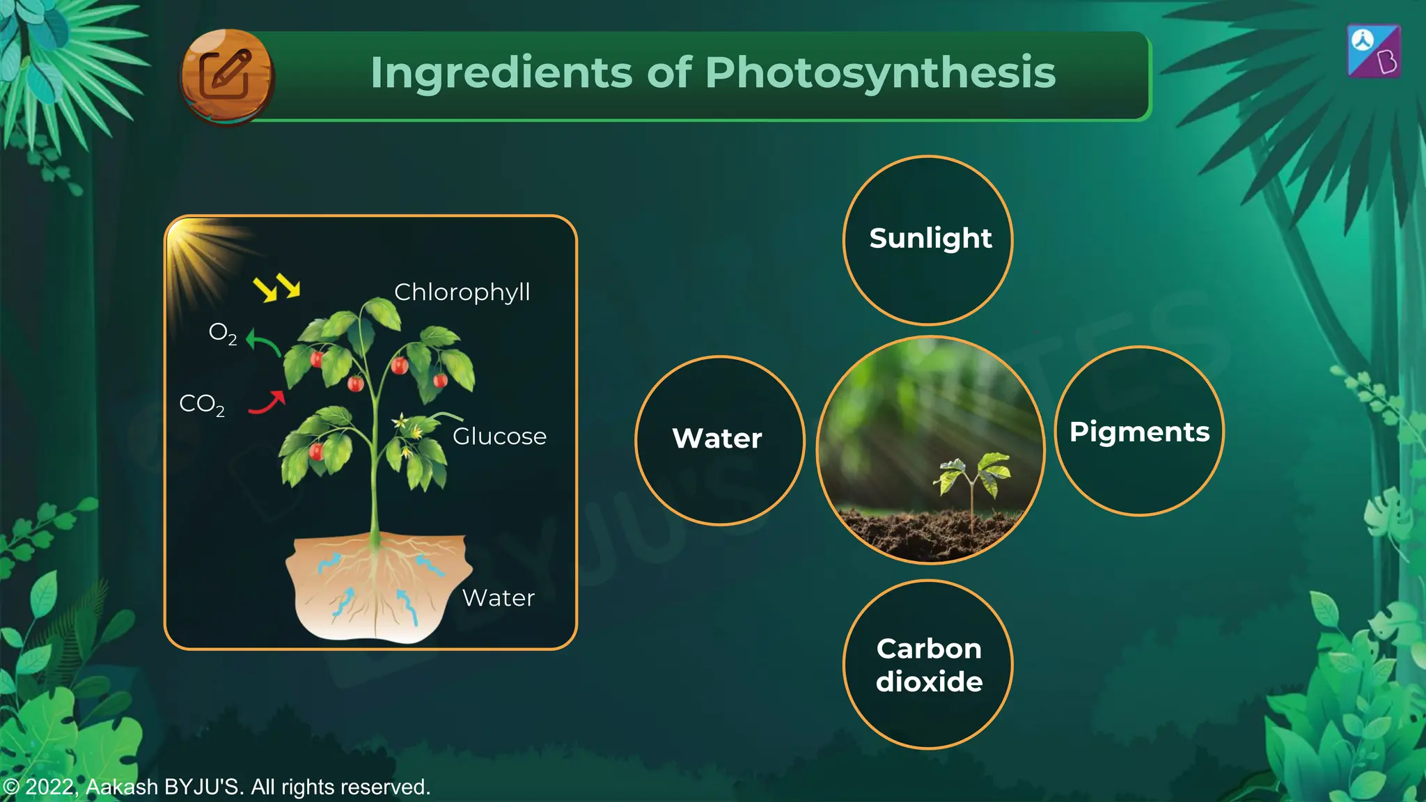 Photosynthesis in Higher Plants aakash byjus.pdf