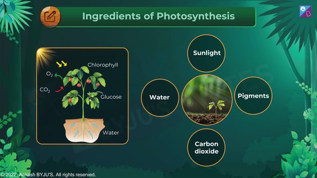 Photosynthesis in Higher Plants aakash byjus.pdf