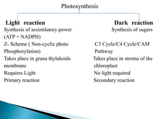 Photosynthesis in plants | PPTX