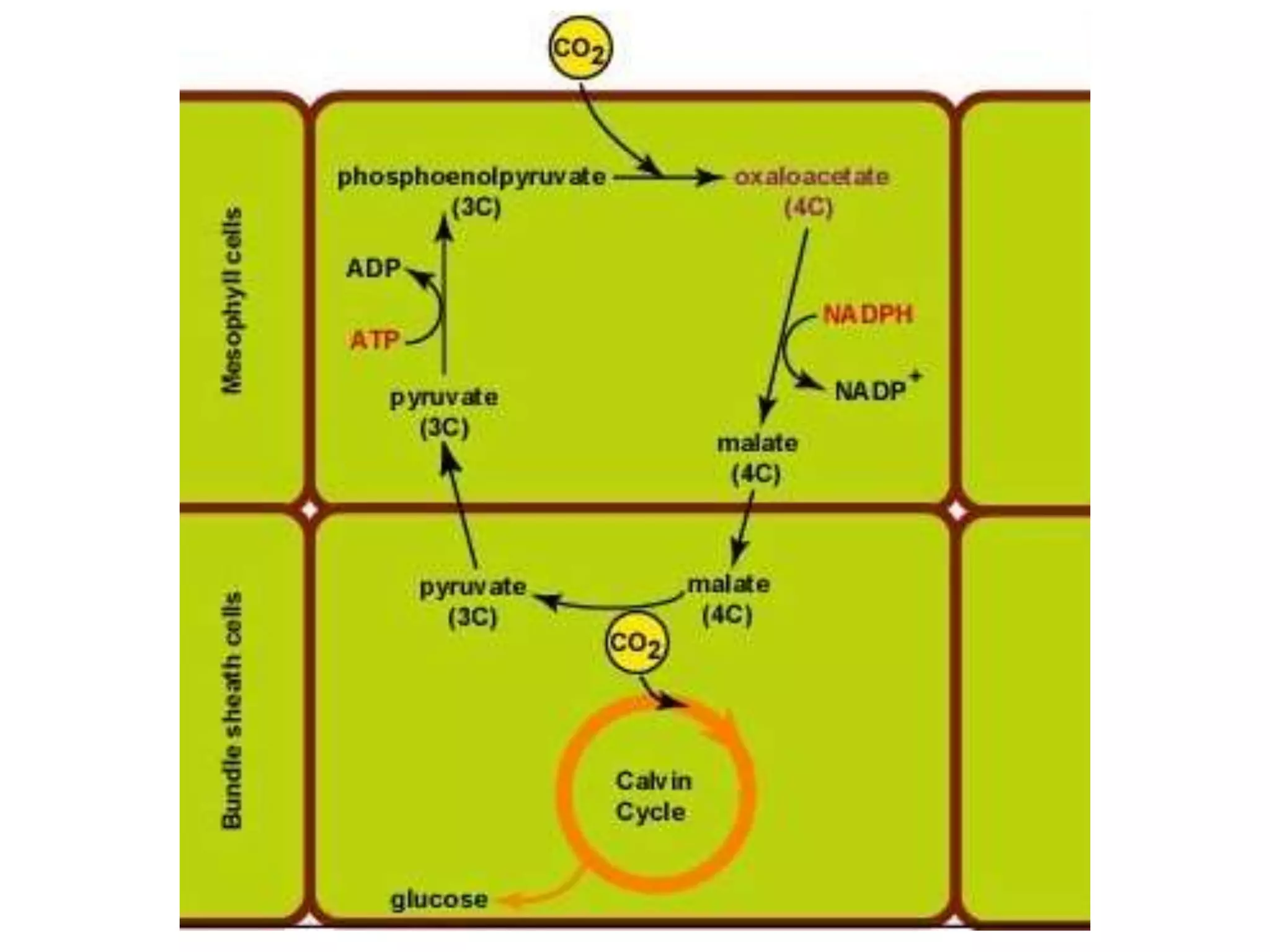 Photosynthesis in plants | PPTX | Chemistry | Science