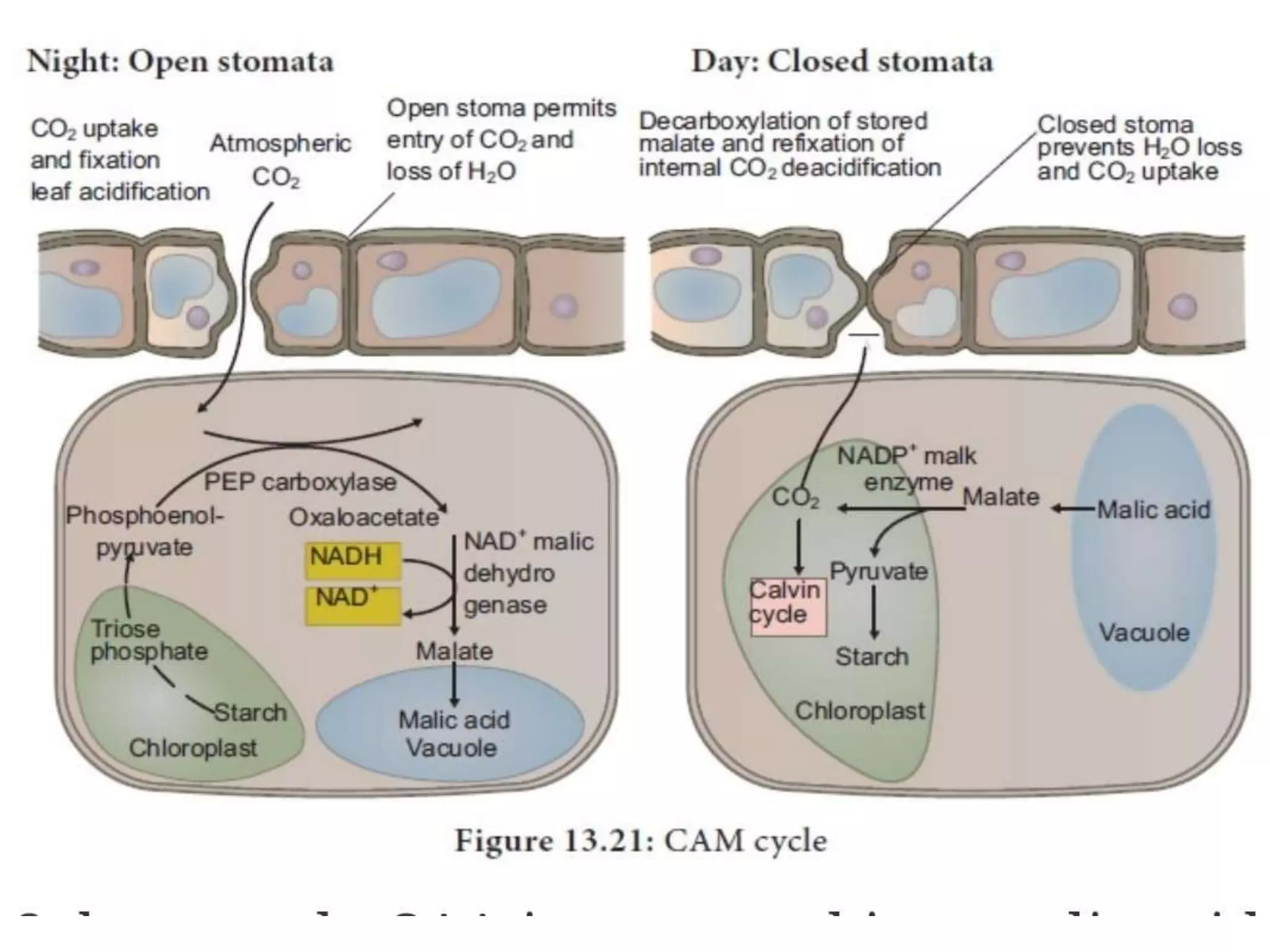 Photosynthesis in plants | PPTX | Chemistry | Science