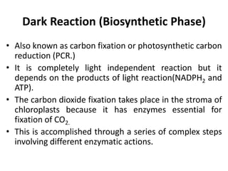 Photosynthesis in plants | PPTX