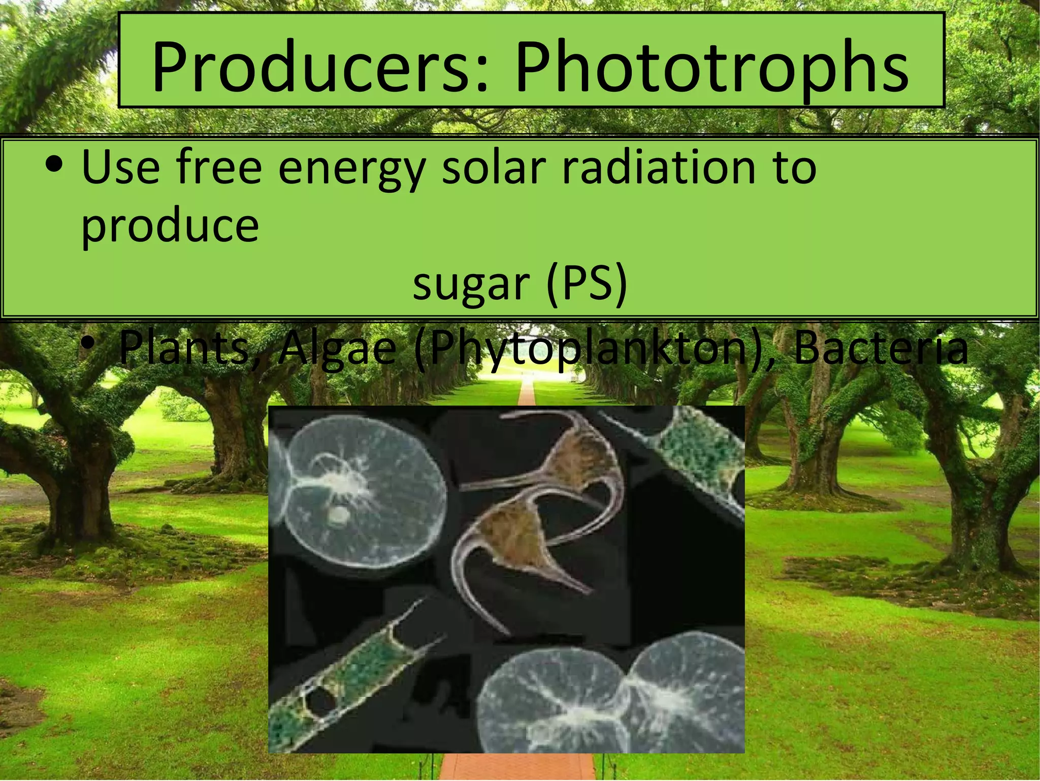 Photosynthesis intro | PPT