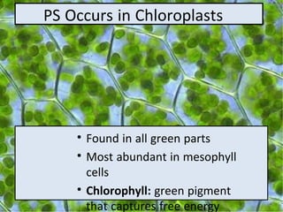 Photosynthesis intro | PPT