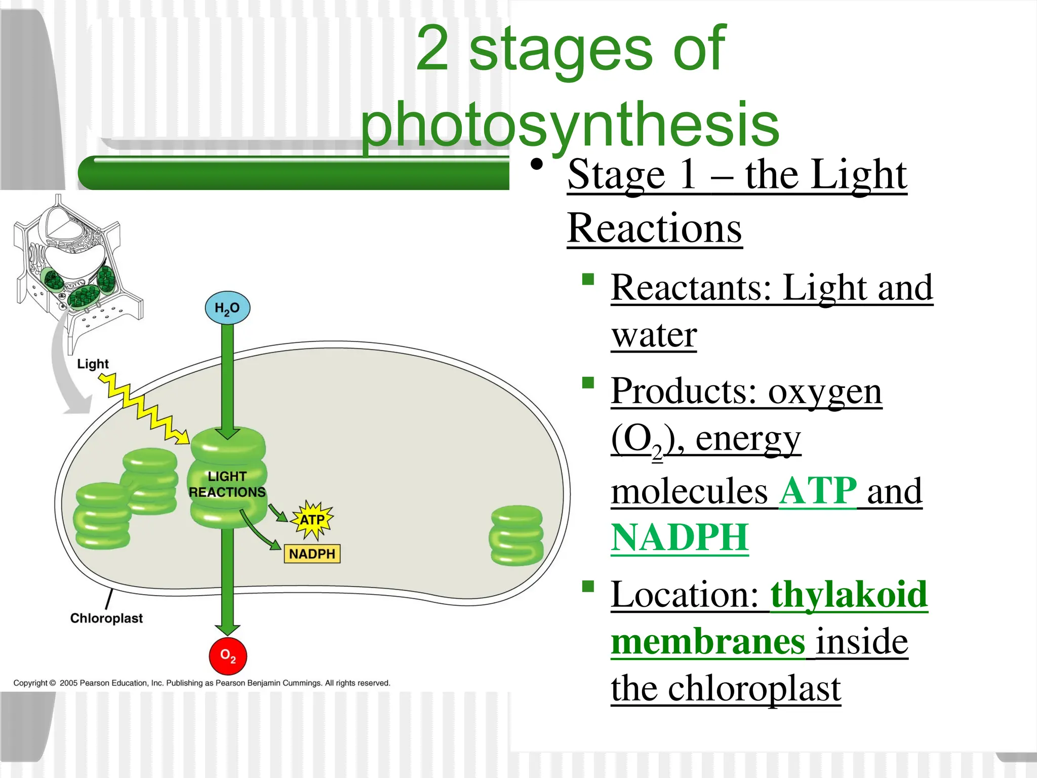 photosynthesisintroduction-Grade 9 Science.ppt | Chemistry | Science