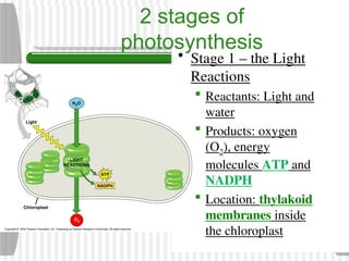 photosynthesisintroduction-Grade 9 Science.ppt