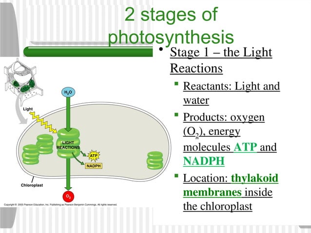 photosynthesisintroduction-Grade 9 Science.ppt | Chemistry | Science