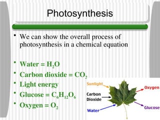 photosynthesisintroduction-Grade 9 Science.ppt
