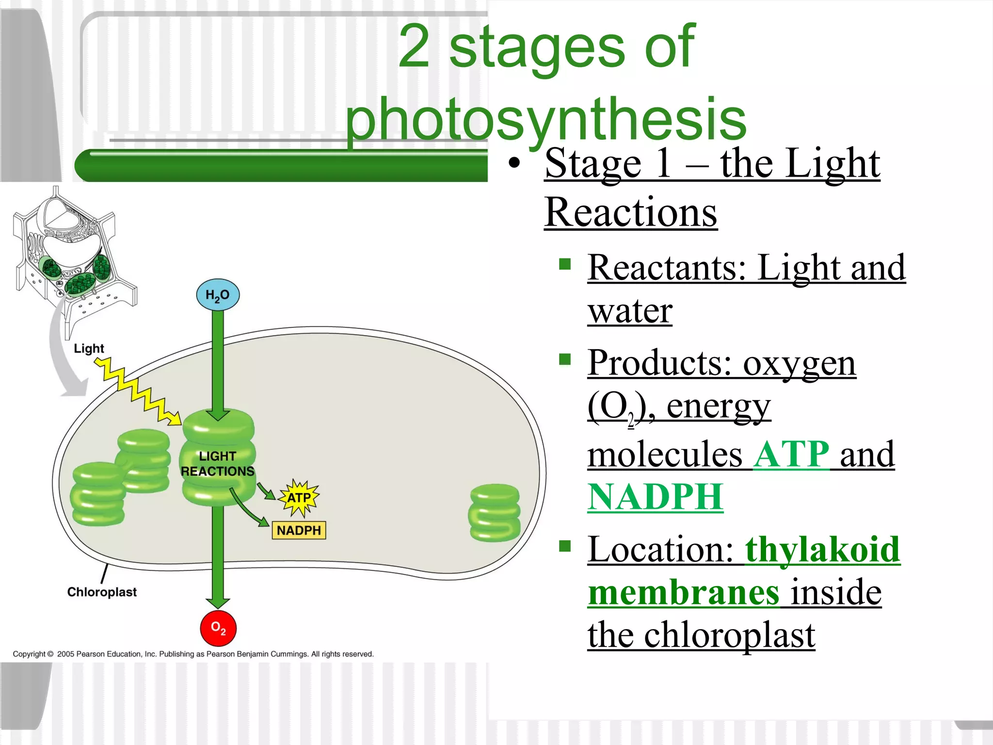 Photosynthesis introduction for Advanced Biology 9th grade | PPT