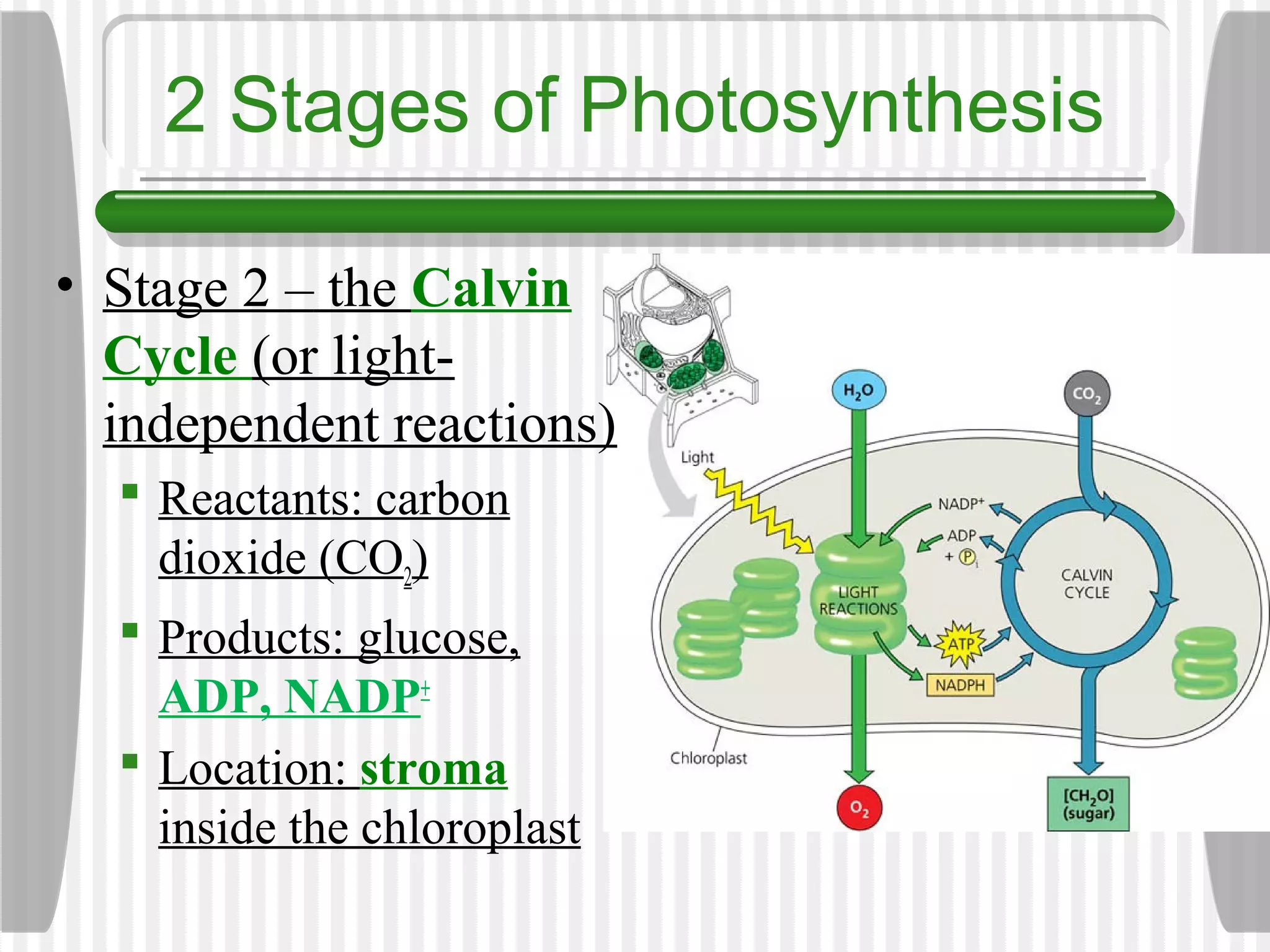 Photosynthesis introduction for Advanced Biology 9th grade | PPT