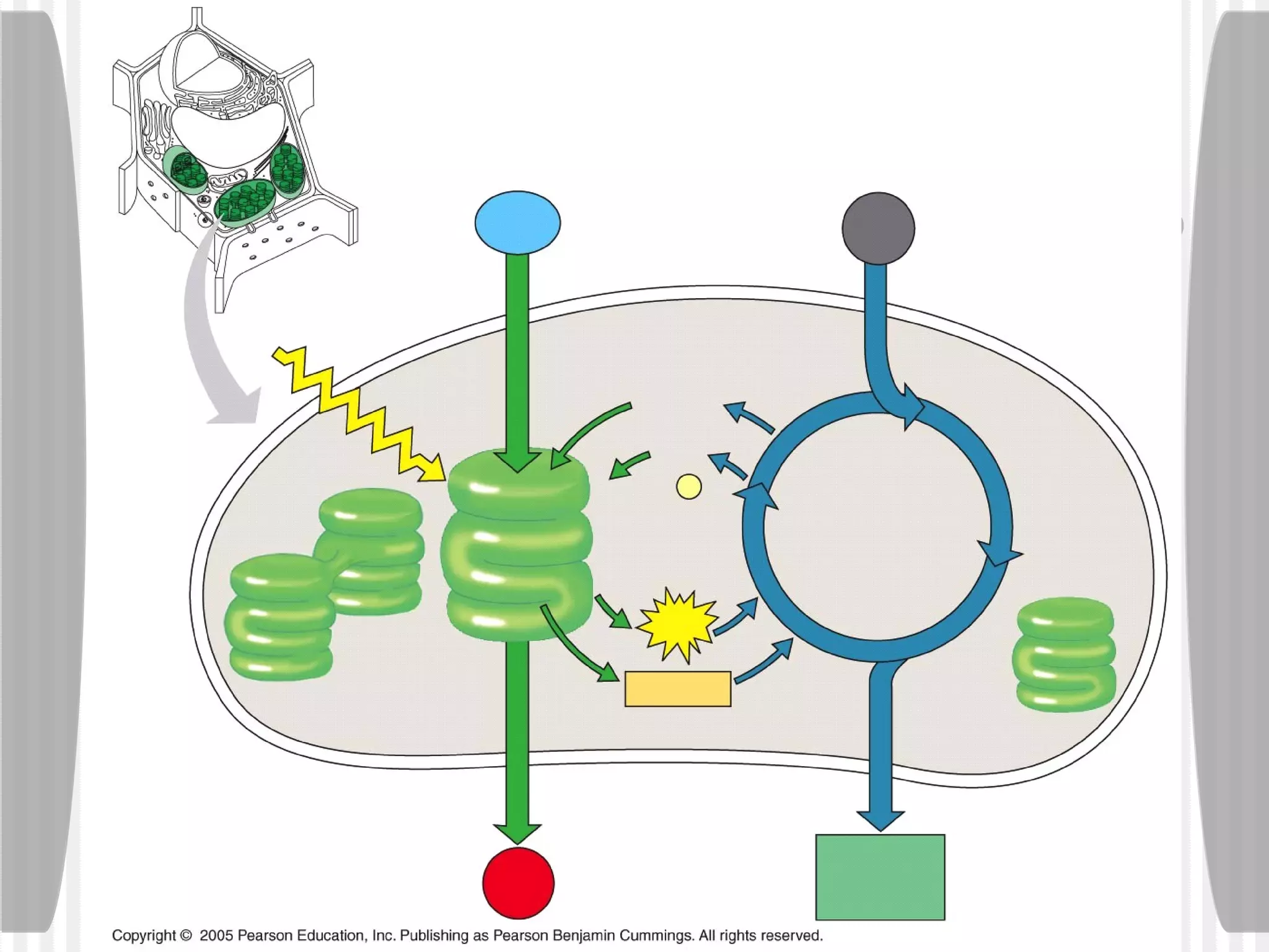 Photosynthesis introduction for Advanced Biology 9th grade | PPT