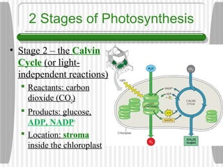 Photosynthesis introduction for Advanced Biology 9th grade | PPT