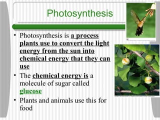 Photosynthesis introduction for Advanced Biology 9th grade | PPT