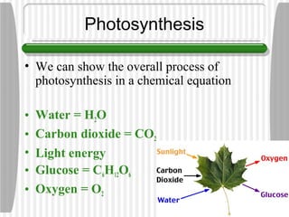 Photosynthesis introduction for Advanced Biology 9th grade | PPT