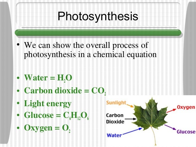 Photosynthesis introduction for Advanced Biology 9th grade