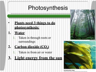 photosynthesisintroduction.pptx
