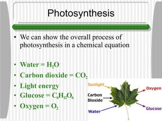 photosynthesisintroduction.pptx