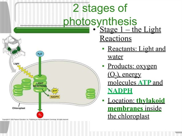 photosynthesisintroduction.pptx