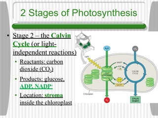 photosynthesisintroduction.pptx