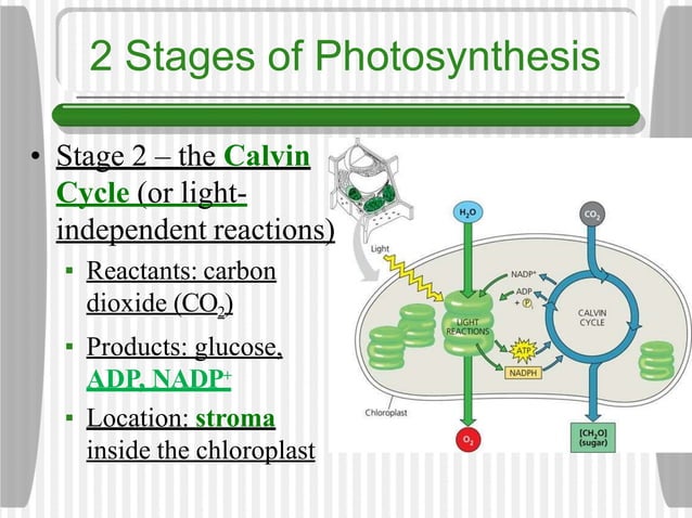 photosynthesisintroduction.pptx
