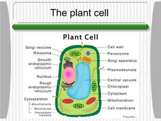 photosynthesisintroduction.pptx