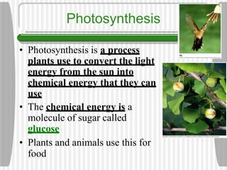 photosynthesisintroduction.pptx