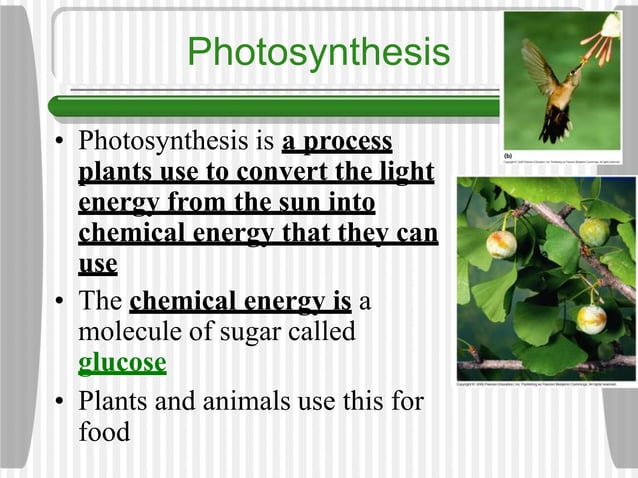 photosynthesisintroduction.pptx