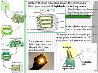 photosynthesisintroduction.pptx