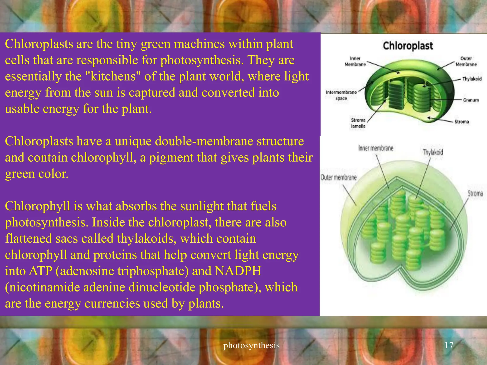 photosynthesis lecture1 introduction.pdf