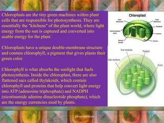 photosynthesis lecture1 introduction.pdf