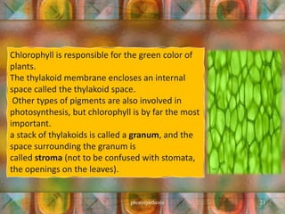 photosynthesis lecture1 introduction.pdf