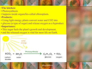 photosynthesis lecture1 introduction.pdf