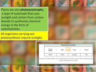 photosynthesis lecture1 introduction.pdf