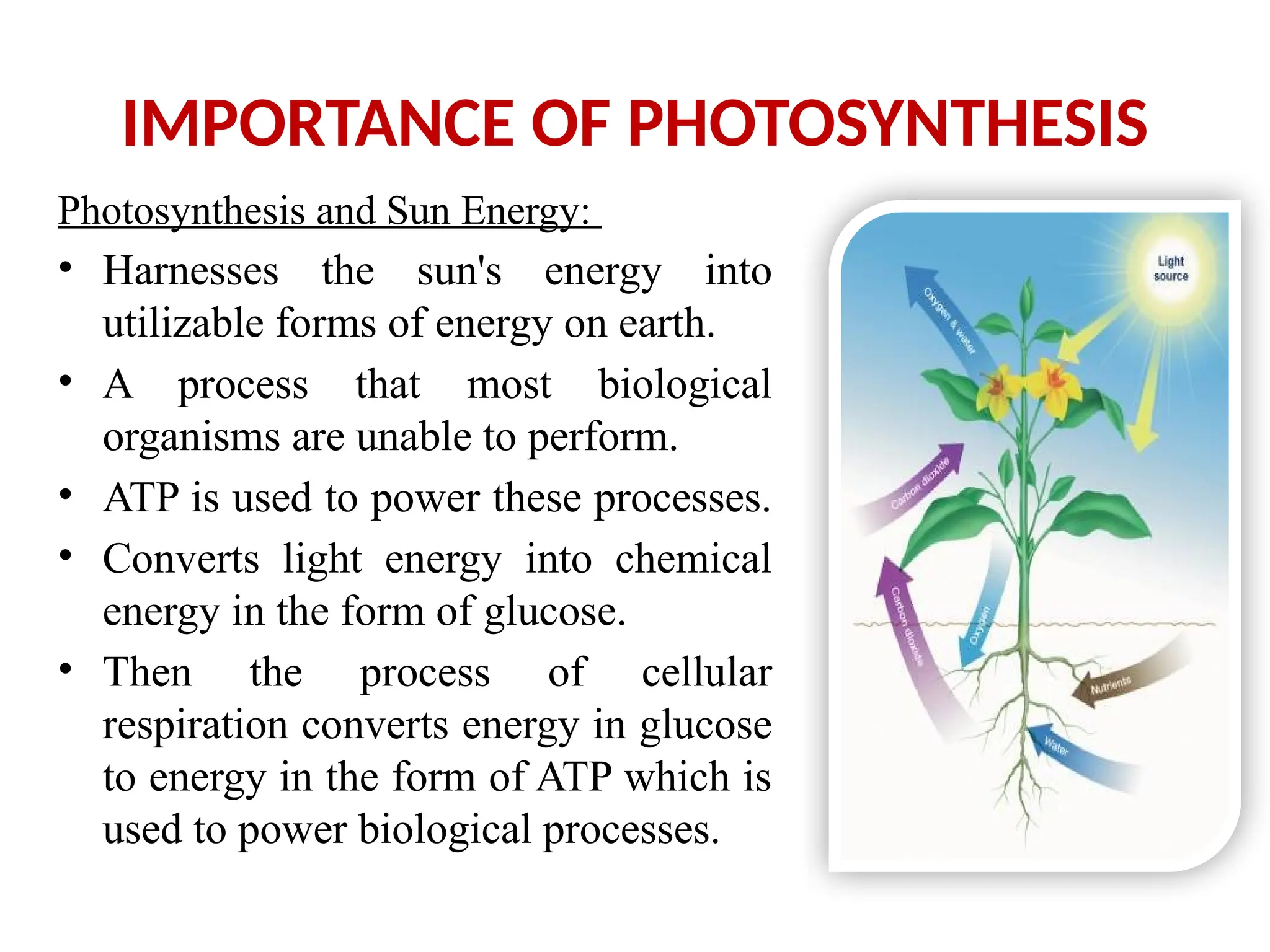 photosynthesis and photorespiration Lecture note ppt.pptx