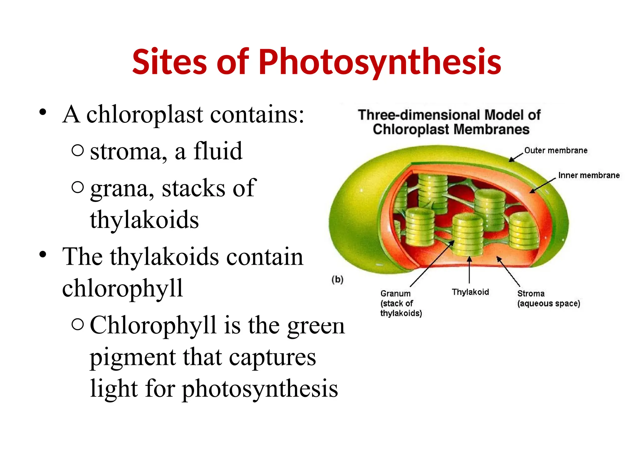 photosynthesis and photorespiration Lecture note ppt.pptx