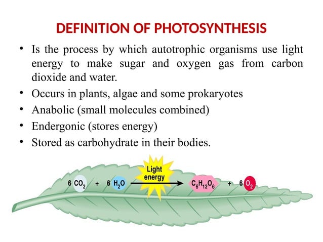 photosynthesis and photorespiration Lecture note ppt.pptx