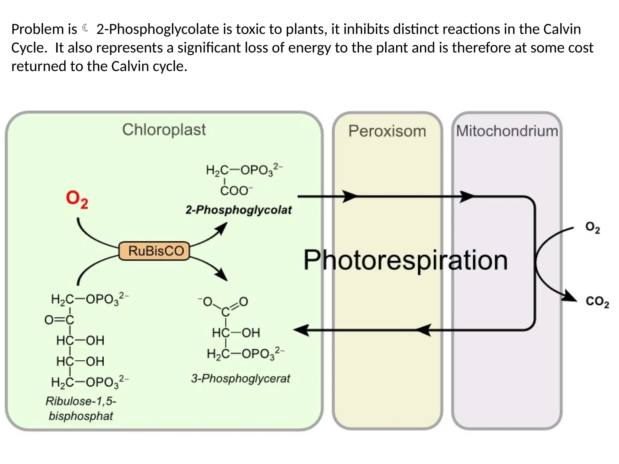 Basic principles of photosynthesis Lecture note ppt.pptx