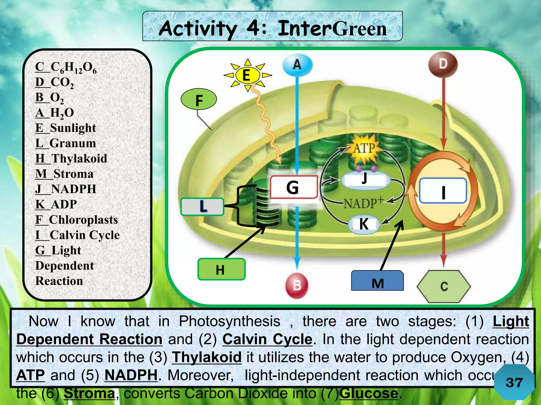 photosynthesis lesson.pptx | Food Movements | Food & Drink