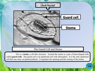photosynthesis lesson.pptx